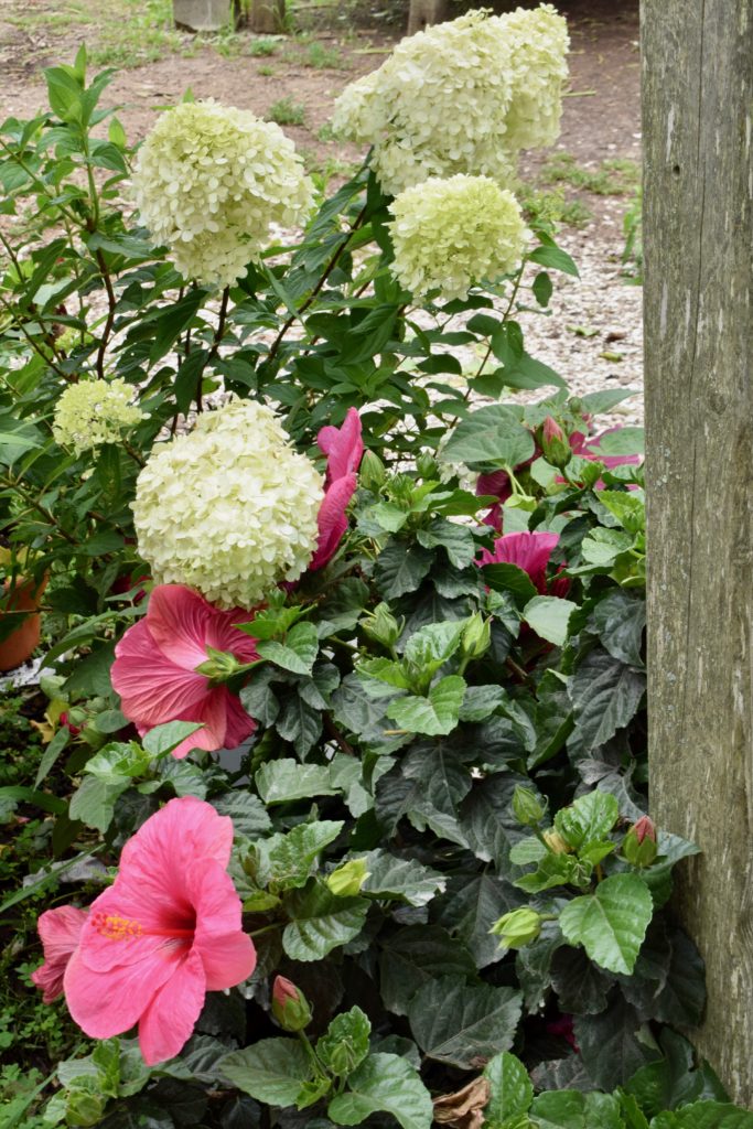 Favorite Things, Hibiscus - Sea Salt and Sailor Stripes flowers