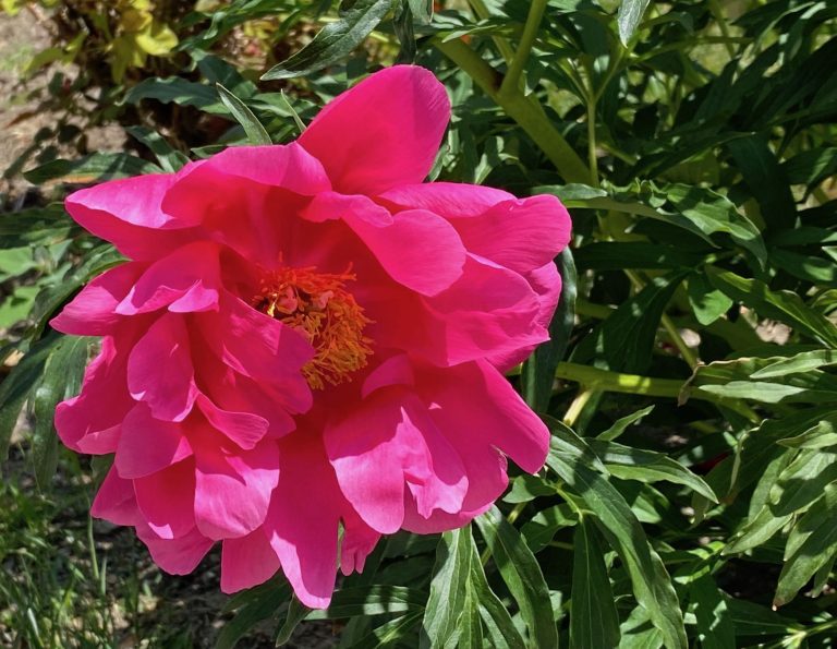 Favorite Things, Peonies - Sea Salt and Sailor Stripes