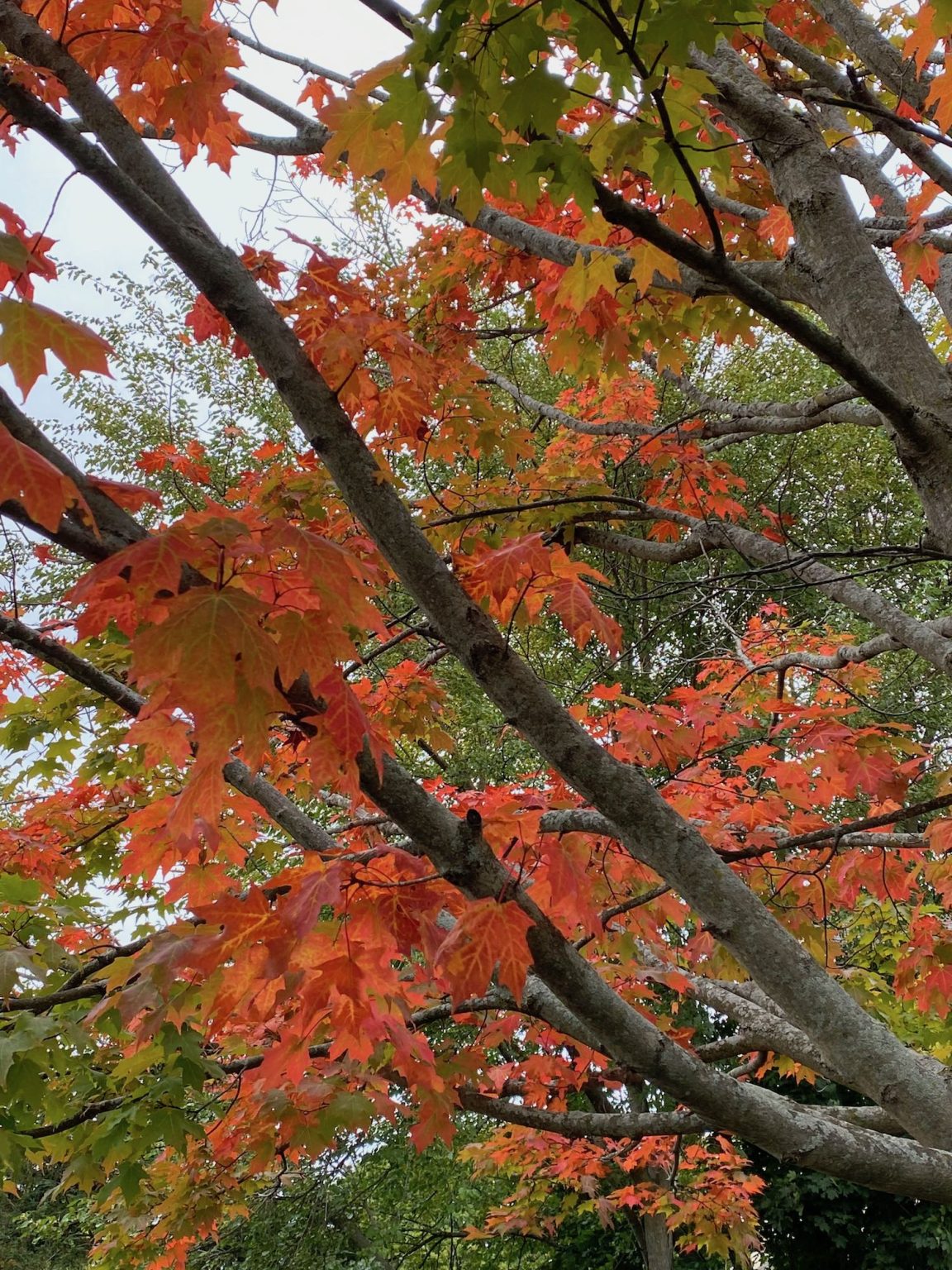 Fall Foliage and Flowers - Sea Salt and Sailor Stripes